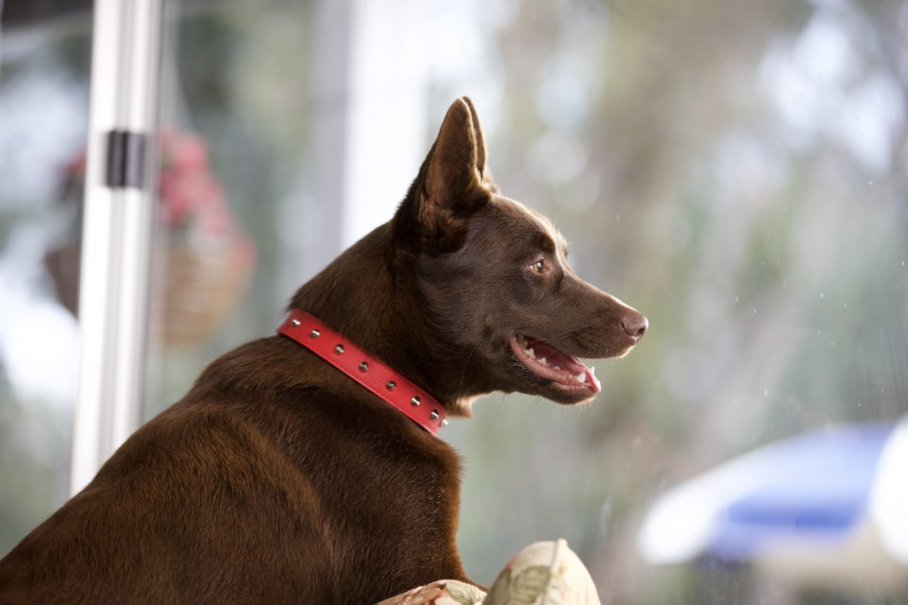 Film Review Koko A Red Dog Story Embrace Brisbane Film Review Koko A Red Dog Story Embrace Brisbane
