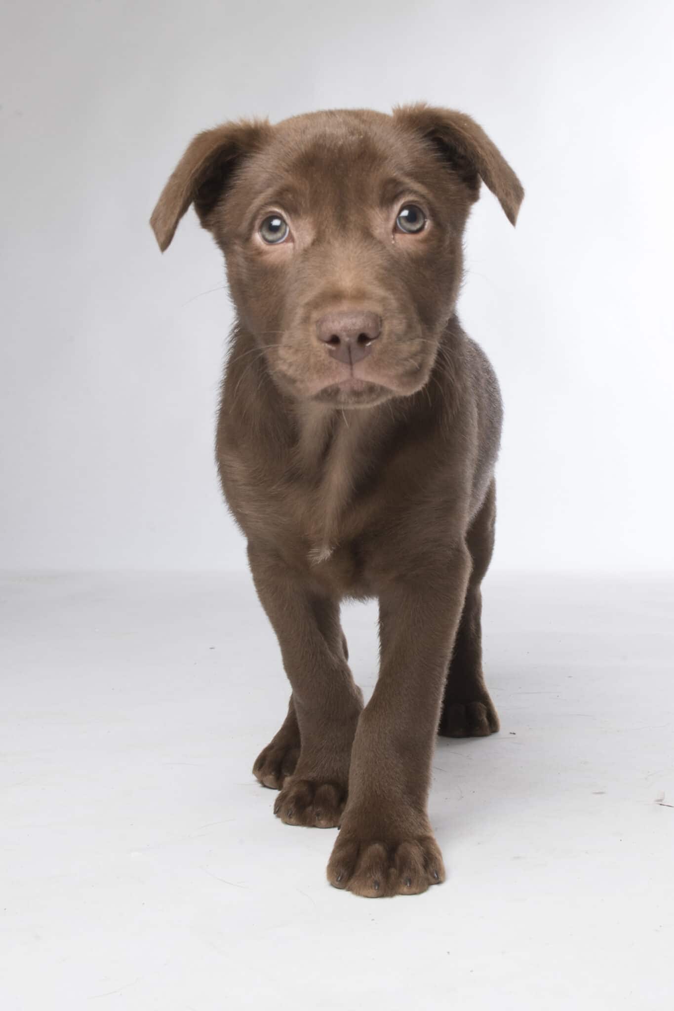 Film Review: Koko: A Red Dog Story - Embrace Brisbane