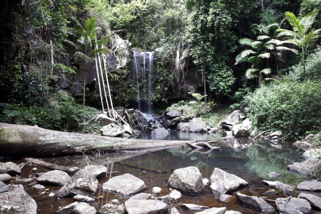 Best Rainforest Walks near Brisbane - Embrace Brisbane